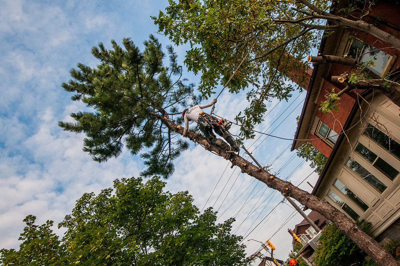 Tree Climber | Hilltop Tree Care