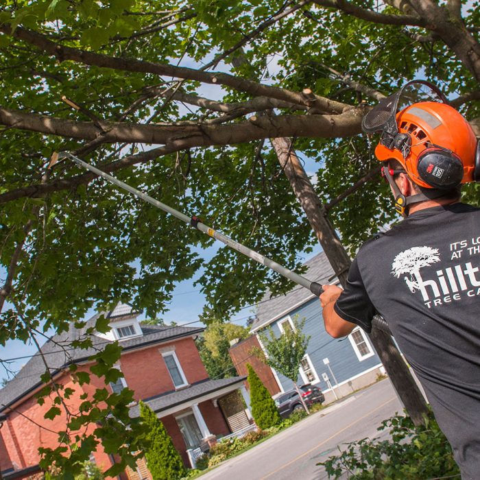 Tree Pruning | Hilltop Tree Care